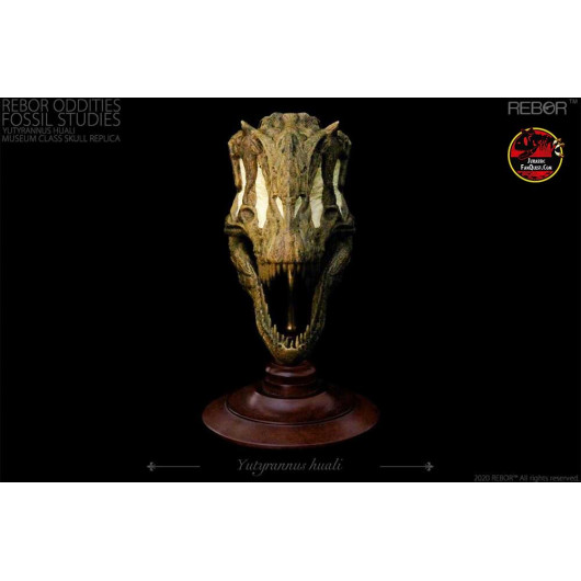 Oddities Fossil Studies Yutyrannus Huali Museum Class Skull Rebor - en ...